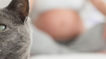 Toxoplasmose : contamination, symptômes, traitement, vaccin ...
