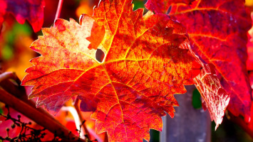 La vigne rouge : propriétés et utilisations | Pharmacie Des Drakkars